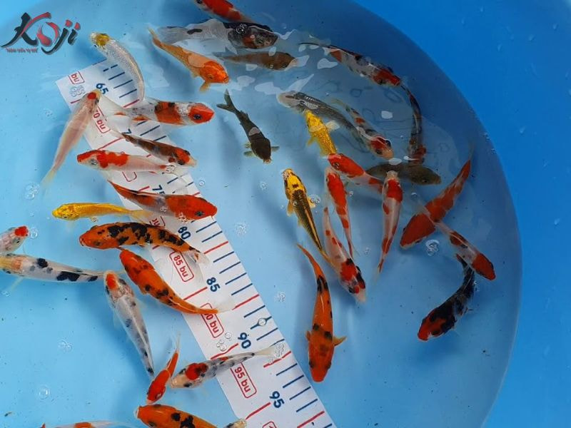 Cá Chép Koi Mini - Gợi Ý Tốt Cho Việc Nuôi Cá Koi Trong Nhà